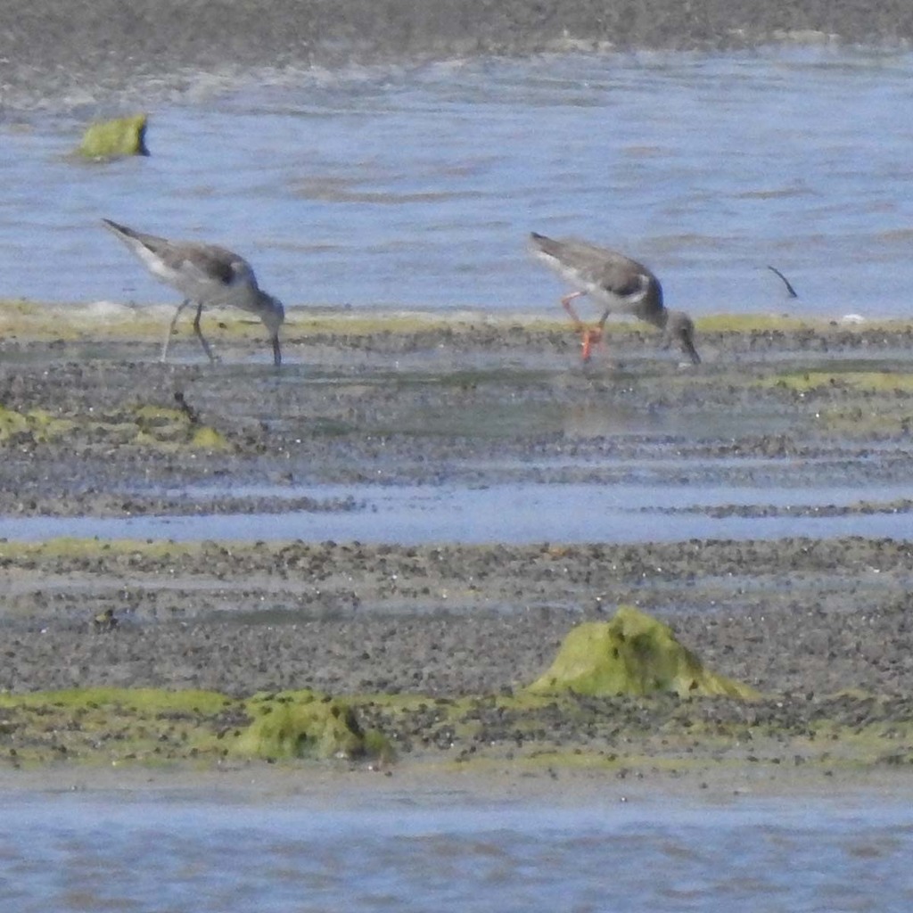 Common Redshank from Manapad, Tamil Nadu, India on January 28, 2022 at ...