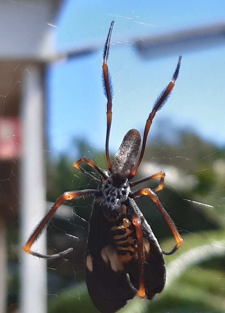 Tiger Spider from Cleveland, AU-QL, AU on February 1, 2022 at 10:04 AM ...