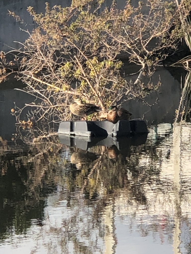 Mallards, Pintails, and Allies from The University of South Florida ...