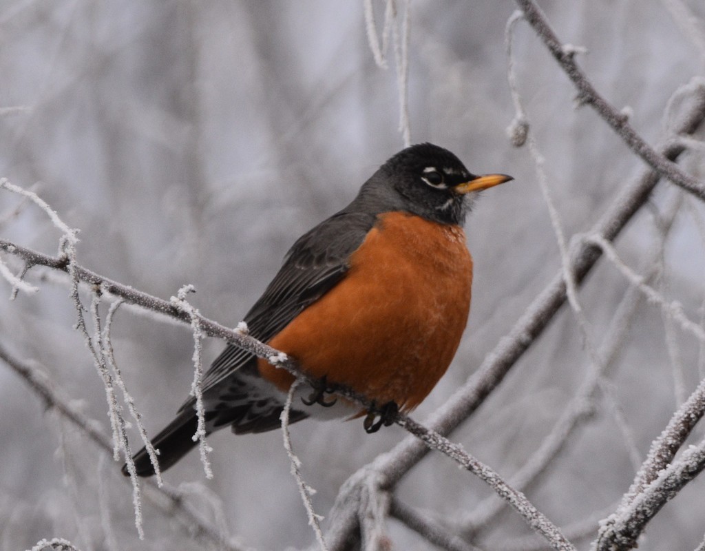 American Robin from Canyon County, ID, USA on January 30, 2022 at 09:11 ...