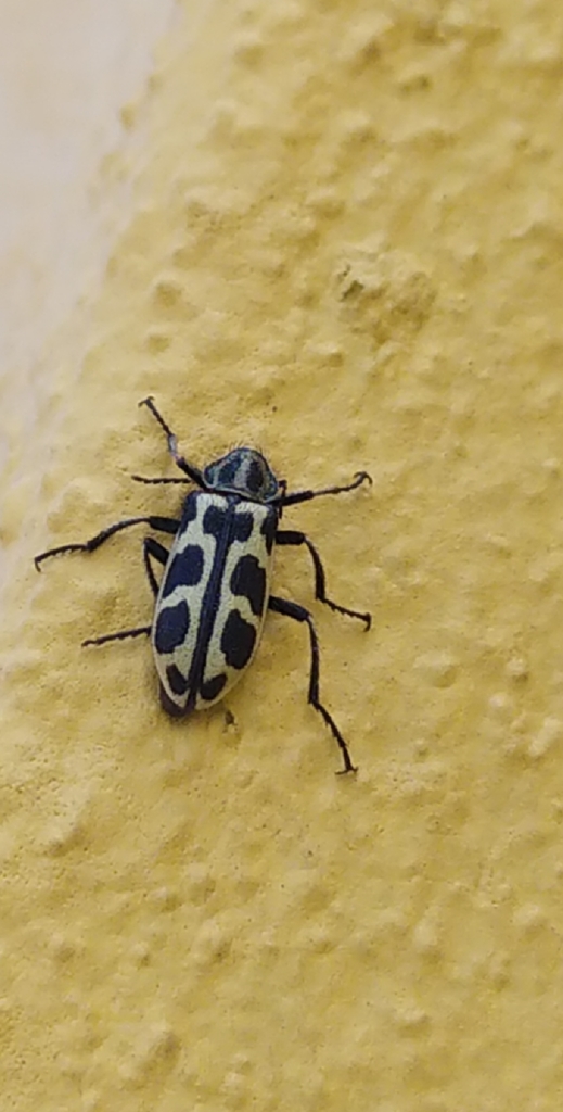 Spotted Maize Beetle from Ciudad de Santa Fe, Provincia de Santa Fe ...