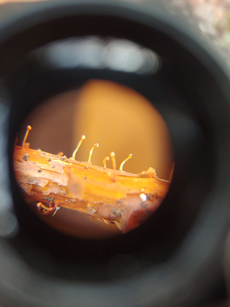 Nectria pseudotrichia from Mitchell, GA 30820, USA on January 31, 2022 ...