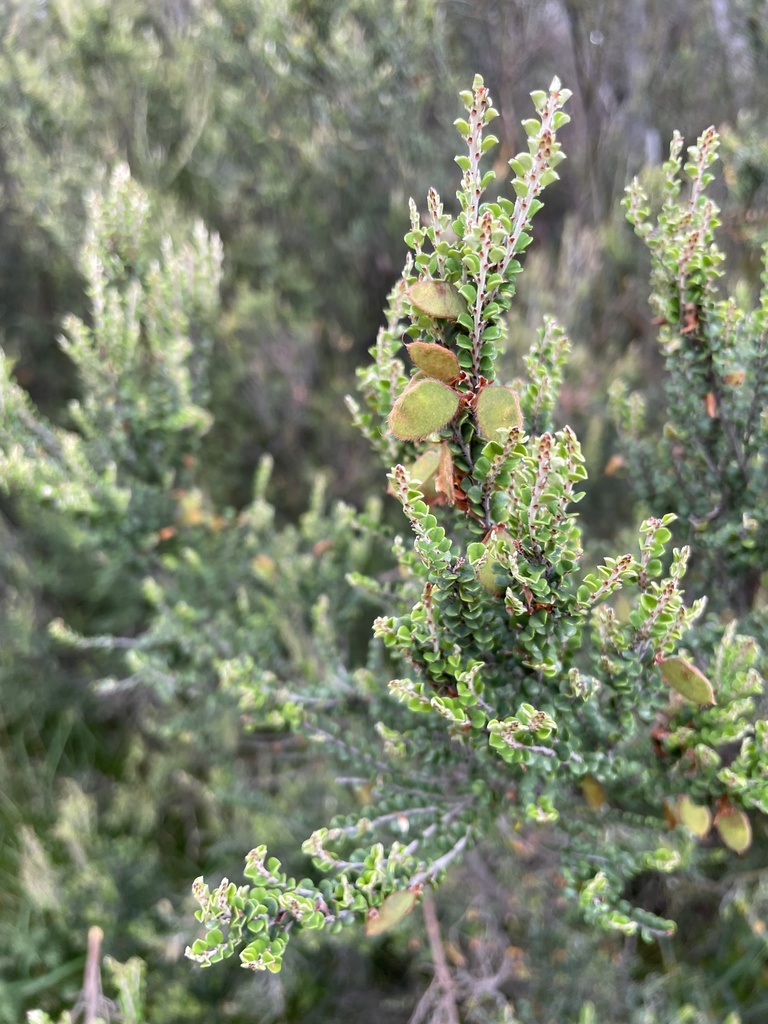 Bossiaea from Kosciuszko National Park, Wilsons Valley, NSW, AU on ...