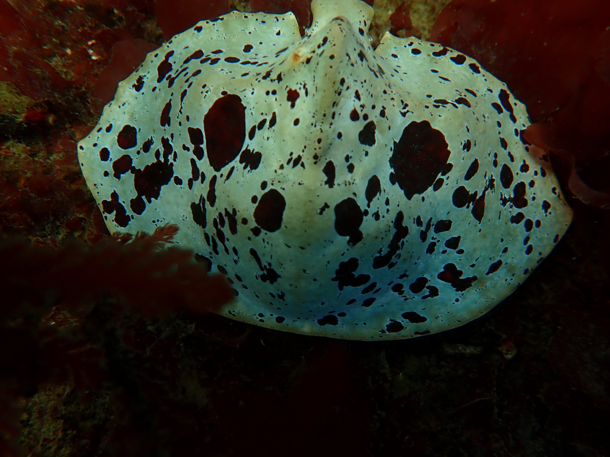 Cryptolithodes sitchensis Brandt, 1853