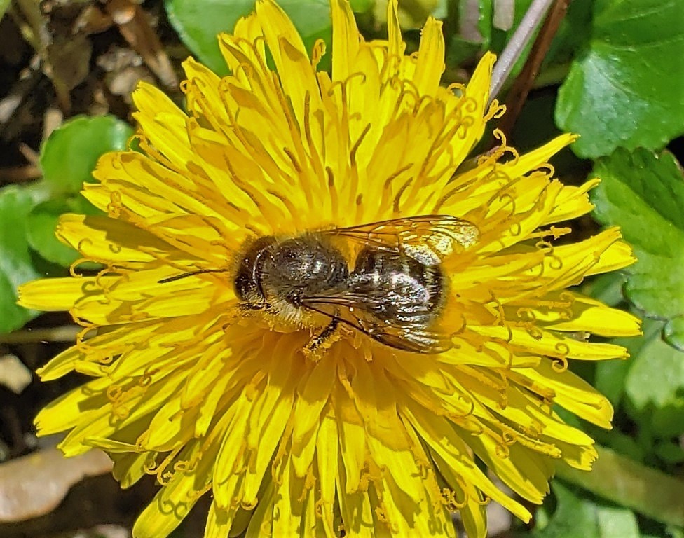 Horn-faced Mason Bee from Lake Shore, MD 21122, USA on April 17, 2020 ...