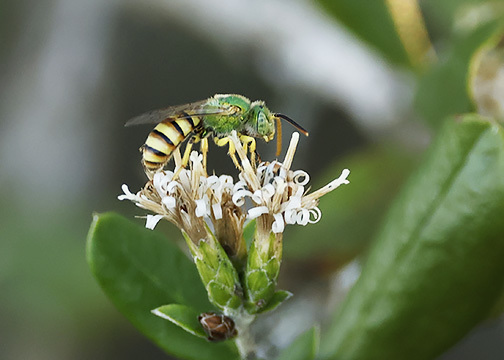 Striped Sweat Bees from Starr County, TX, USA on January 31, 2022 at 06 ...