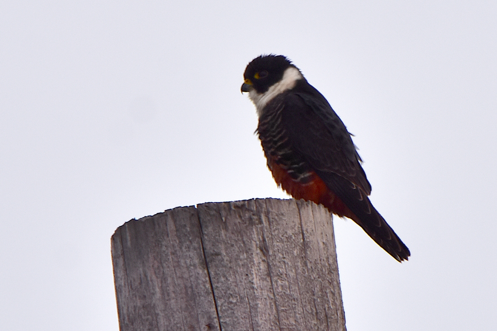 Bat Falcon from Hidalgo County, TX, USA on January 11, 2022 at 01:35 AM ...