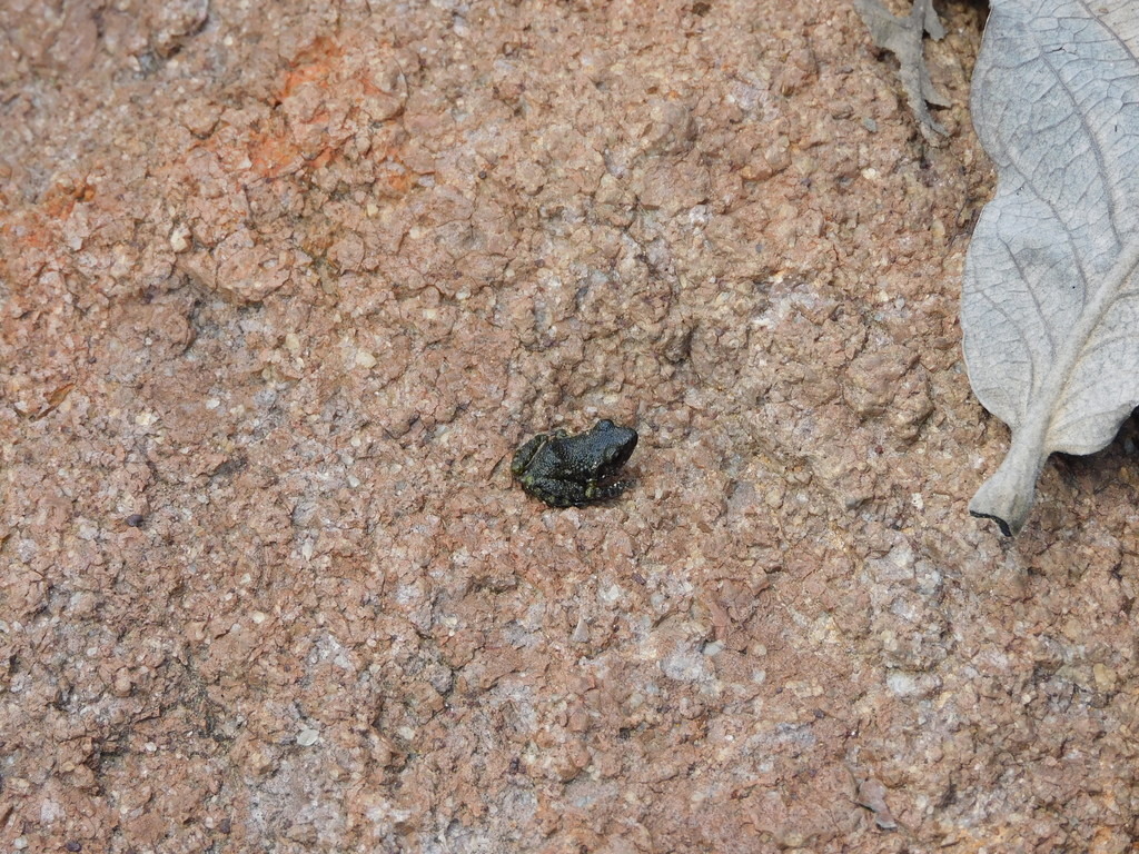 Spotted Chirping Frog from San Luis de la Paz, Gto., México on ...
