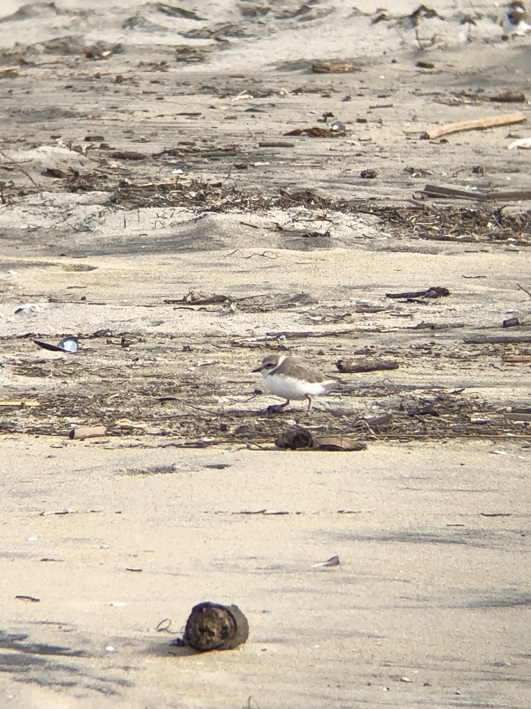 Snowy Plover in January 2022 by pavelbykau · iNaturalist