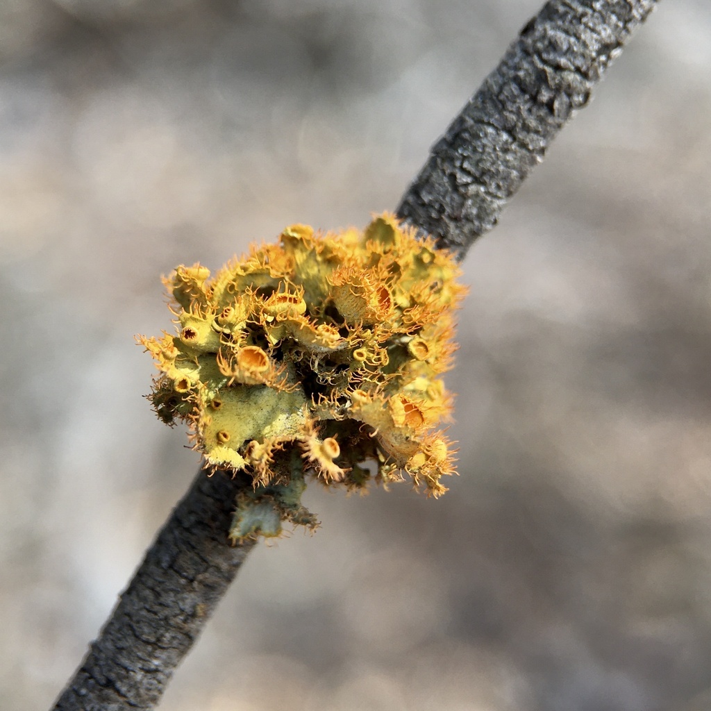 Golden-eye Lichen from Mildura Rural City, Cardross, VIC, AU on ...