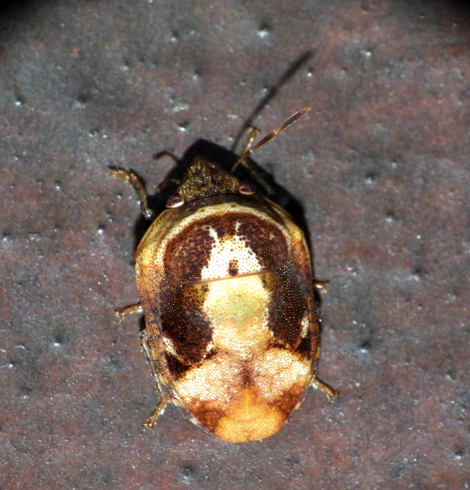 Symphylus deplanatus (Herrich-Schäffer, 1837)
