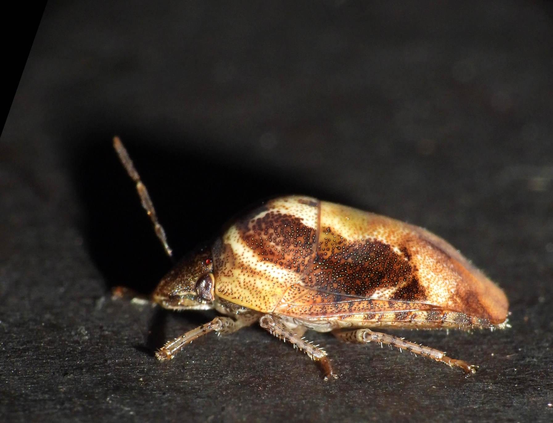 Symphylus deplanatus (Herrich-Schäffer, 1837)