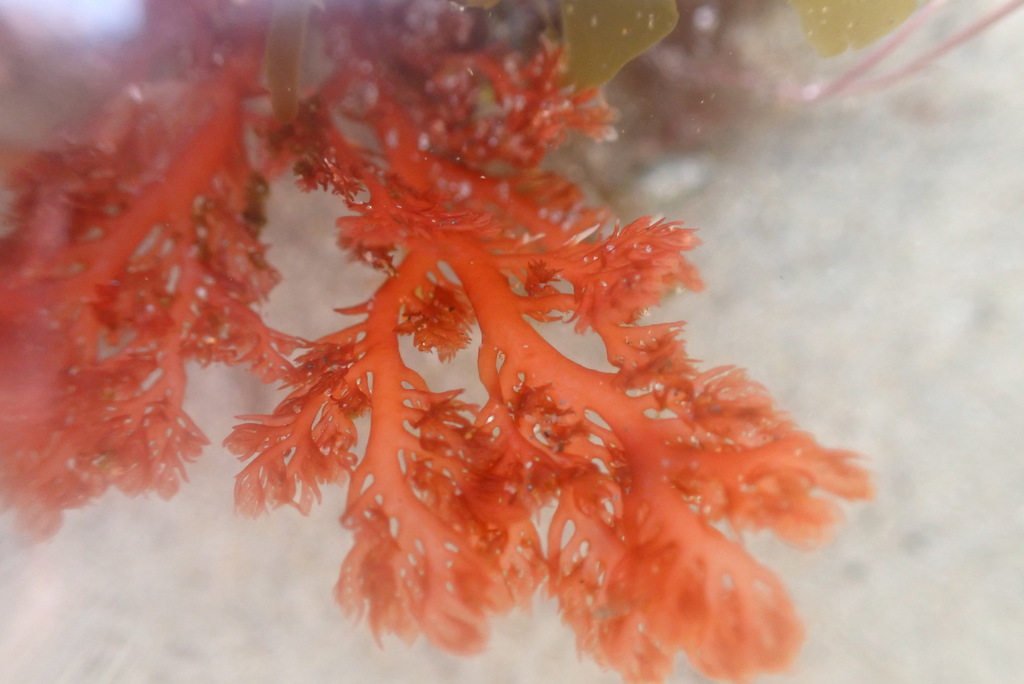 Sea Comb from Los Angeles County, CA, USA on January 31, 2022 at 02:26 ...
