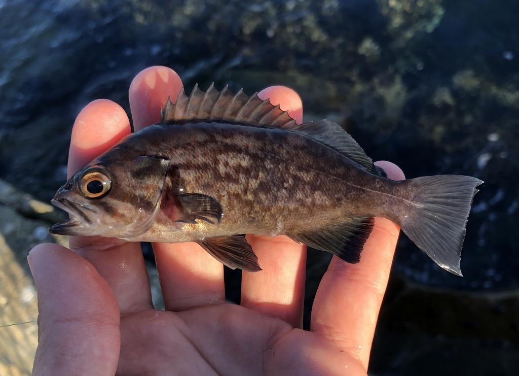 Blue Rockfish from Monterey Bay Boatworks Boatyard, Monterey, CA, US on ...
