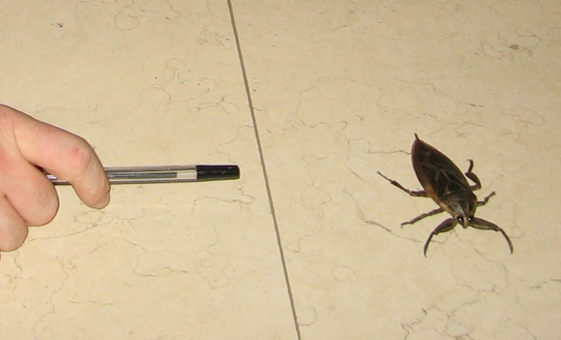 Asian Giant Water Bug from Meilan, Haikou, Hainan, China on June 29 ...