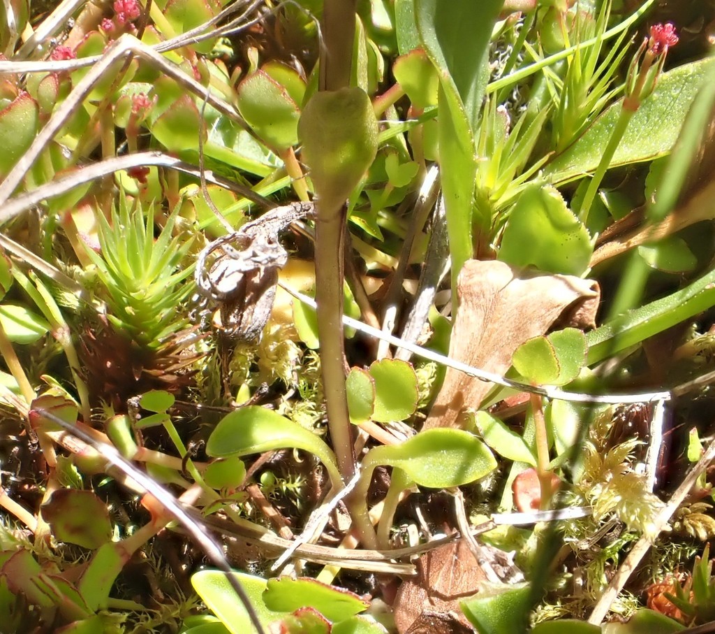 Common New Zealand Gentian from Tarns below Sebastopol, Mount Cook ...
