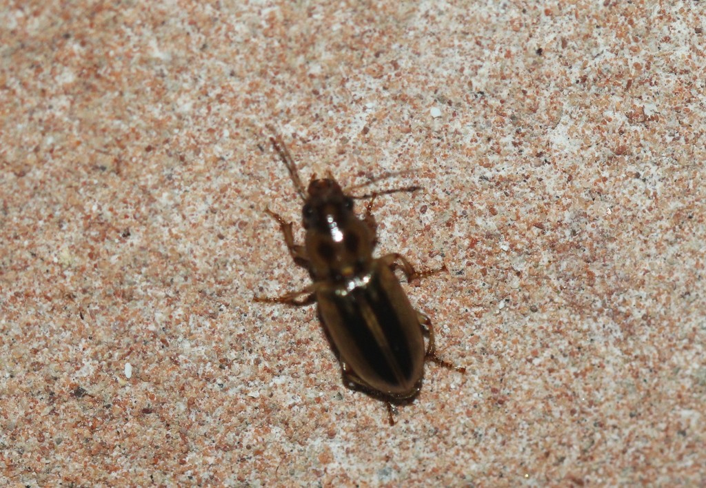 Lined Stenolophus from South Side, Corpus Christi, TX, USA on January ...