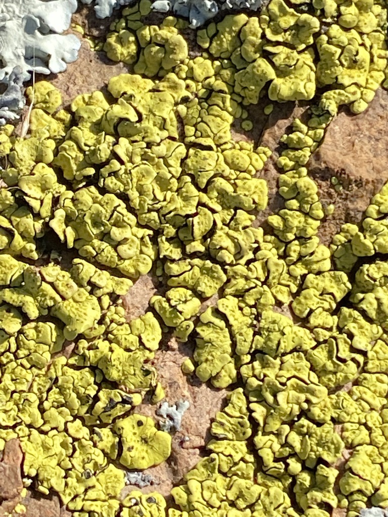 golden cobblestone lichen from Wichita Mts. NWR, Comanche County, OK ...