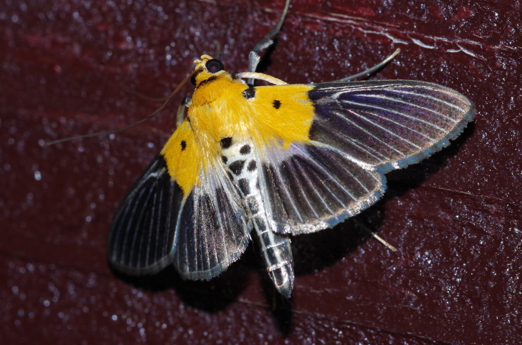 Nevrina procopia from 日本、〒905-1422 沖縄県国頭郡国頭村字宜名真 on October 26, 2018 at ...