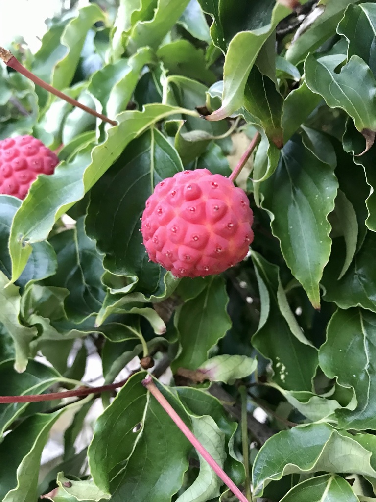 kousa dogwood from Elizabeth St, Bellingham, WA, US on August 22, 2021 ...