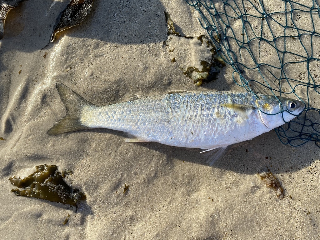 South African Mullet (Chelon richardsonii) - Marine Life Identification