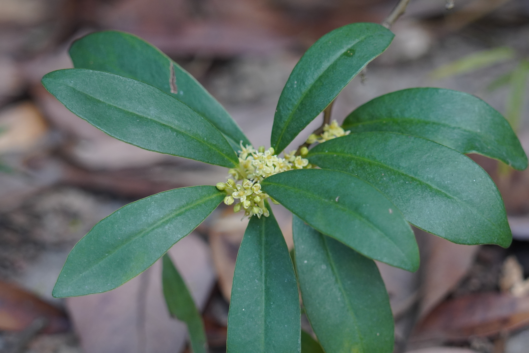 Embelia laeta (L.) Mez