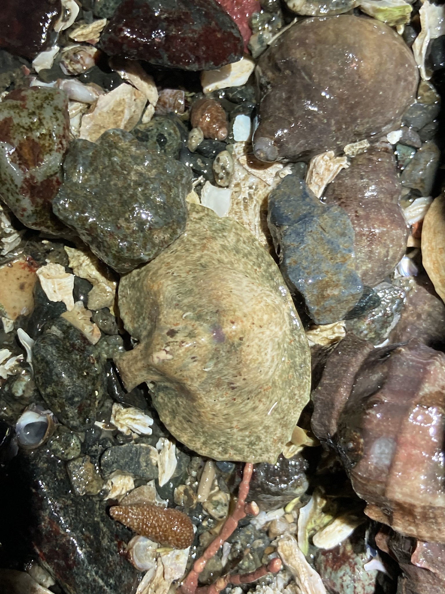 Cryptolithodes sitchensis Brandt, 1853