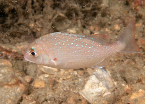 Australasian Snapper (Fishes of Chowder Bay, Sydney, Australia ...