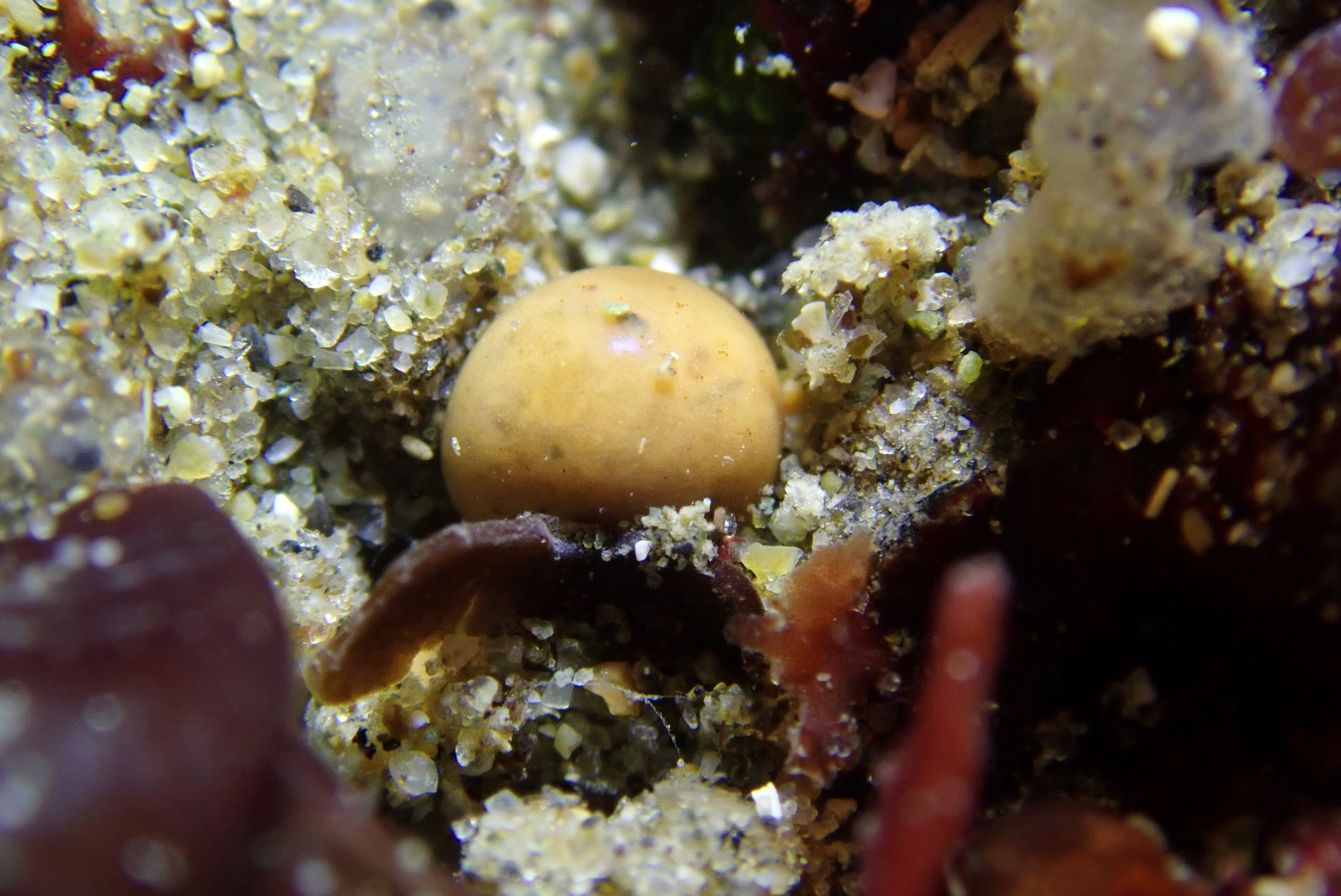 Gromia Dujardin, 1835