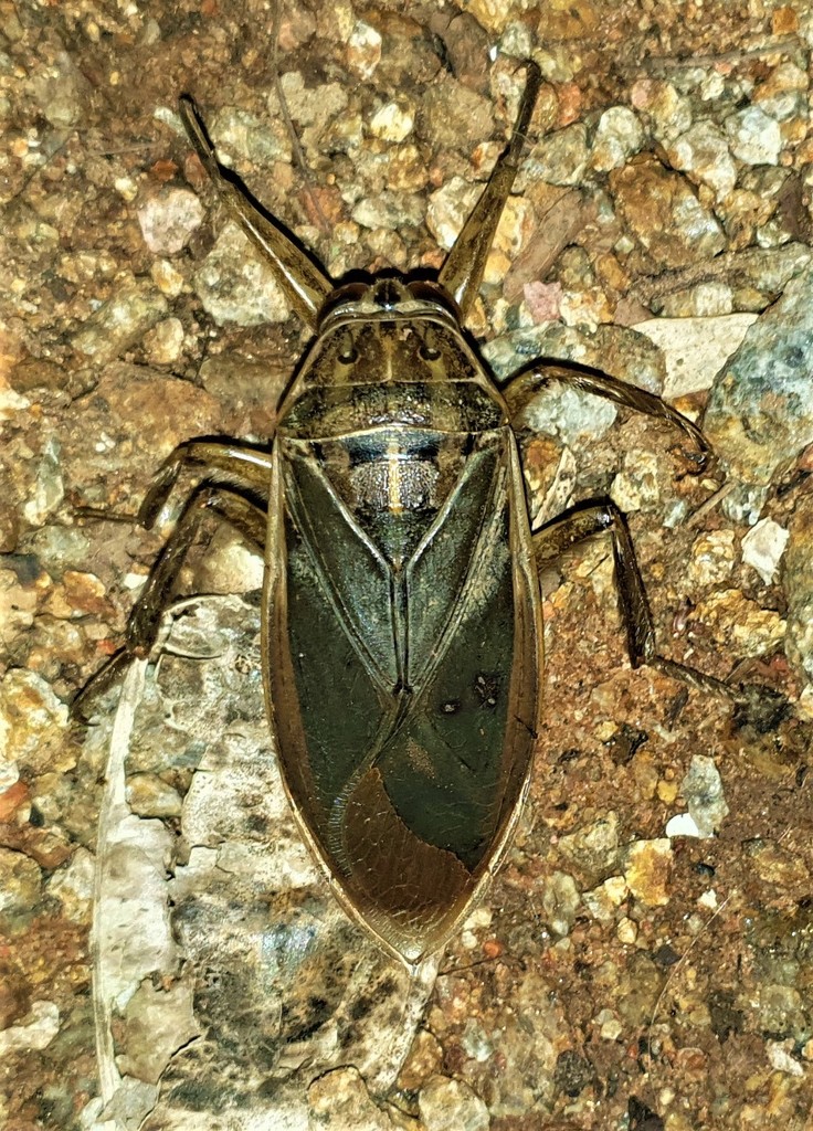 Great Waterbug from Senuko Airport, Zimbabwe on January 30, 2022 at 11: ...