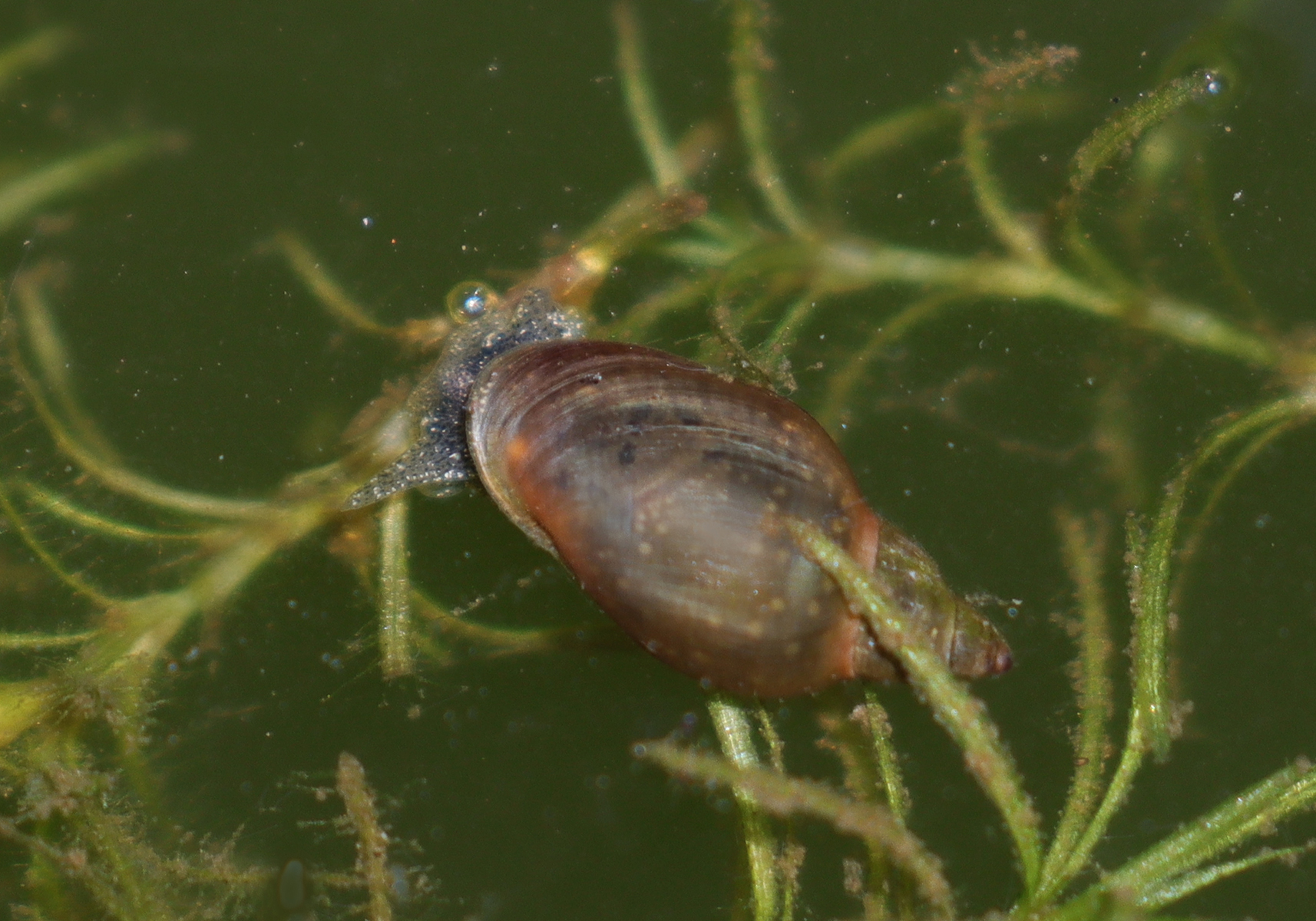 Radix rubiginosa (Michelin, 1831)