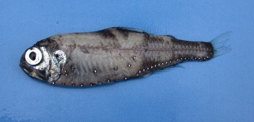 Antarctic lanternfish (Electrona antarctica) - Marine Life Identification