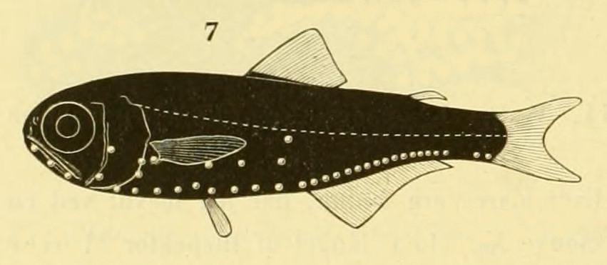 Antarctic lanternfish (Electrona antarctica) - Marine Life Identification
