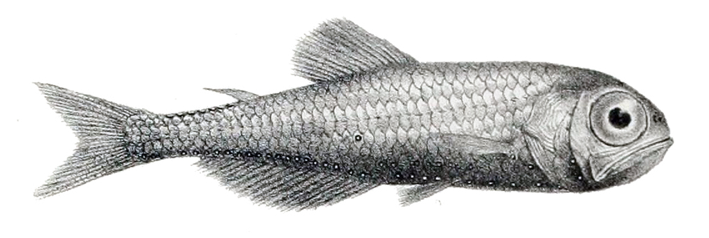 Antarctic lanternfish (Electrona antarctica) - Marine Life Identification