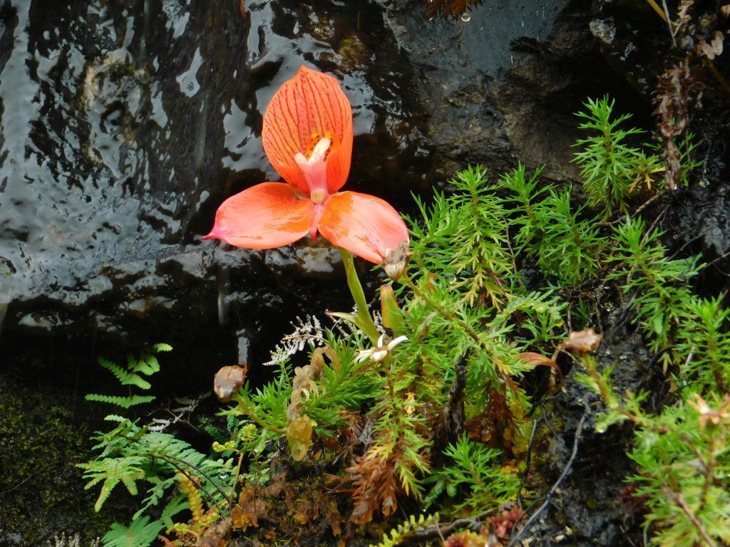 red disa from Greyton Nature Reserve, South Africa on January 30, 2022 ...