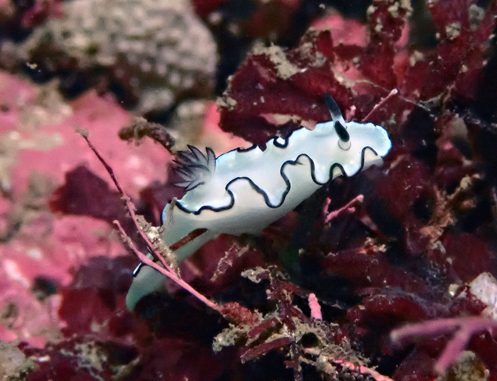 Black-margined Nudibranch from Wyong - North-East, AU-NS, AU on ...