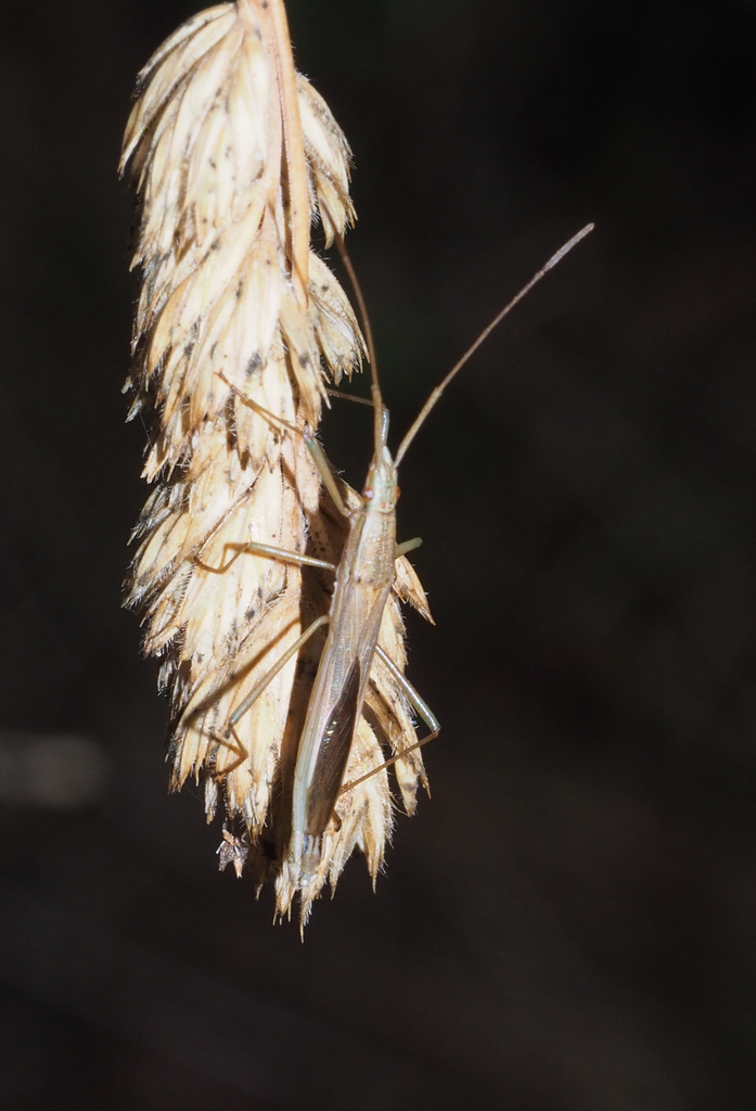 Long Broad-headed Bug from Melbourne VIC, Australia on February 01 ...