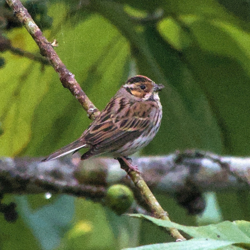 Little Bunting in February 2022 by Yui Hong Chiu · iNaturalist