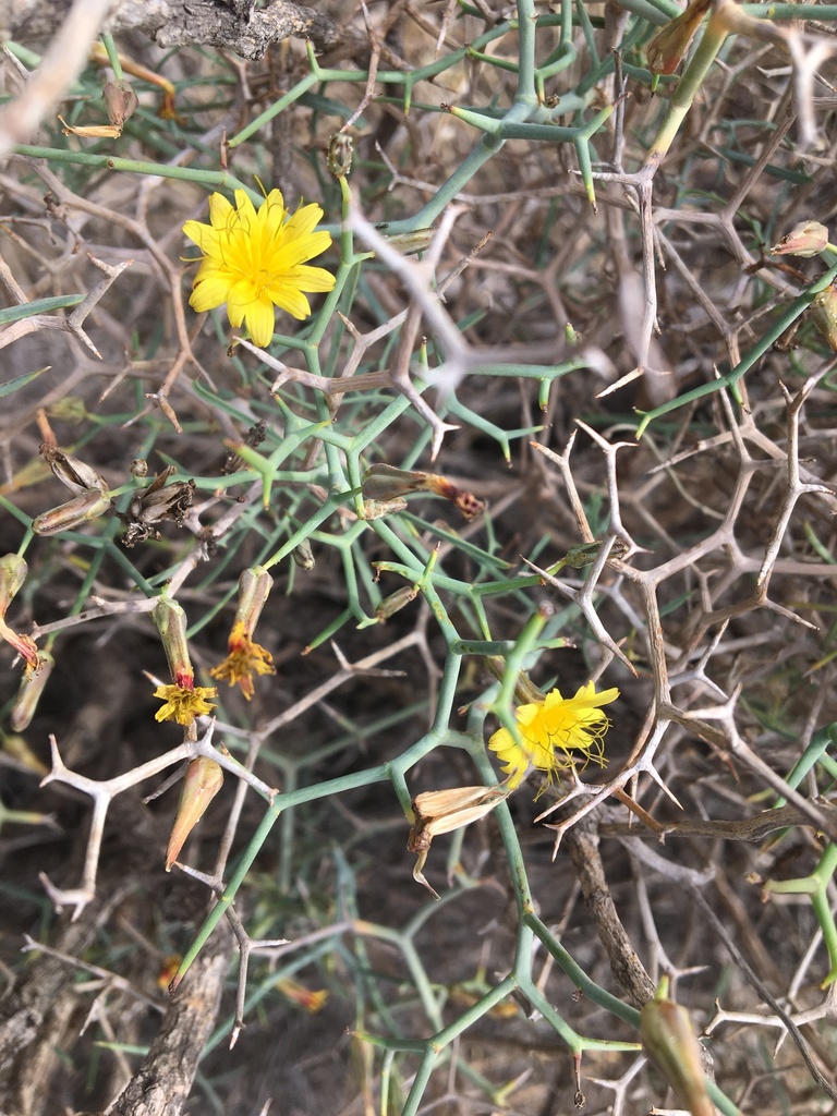 Launaea arborescens from Roque Nublo, Mogán, Palmas, ES on February 01 ...