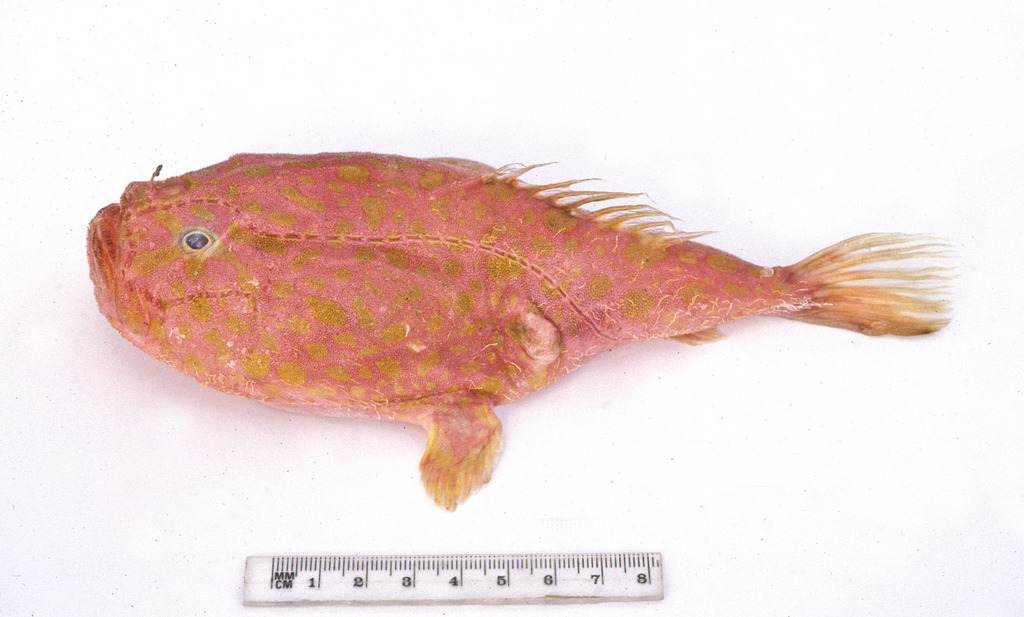 Furry Coffinfish (Chaunax endeavouri) - Marine Life Identification