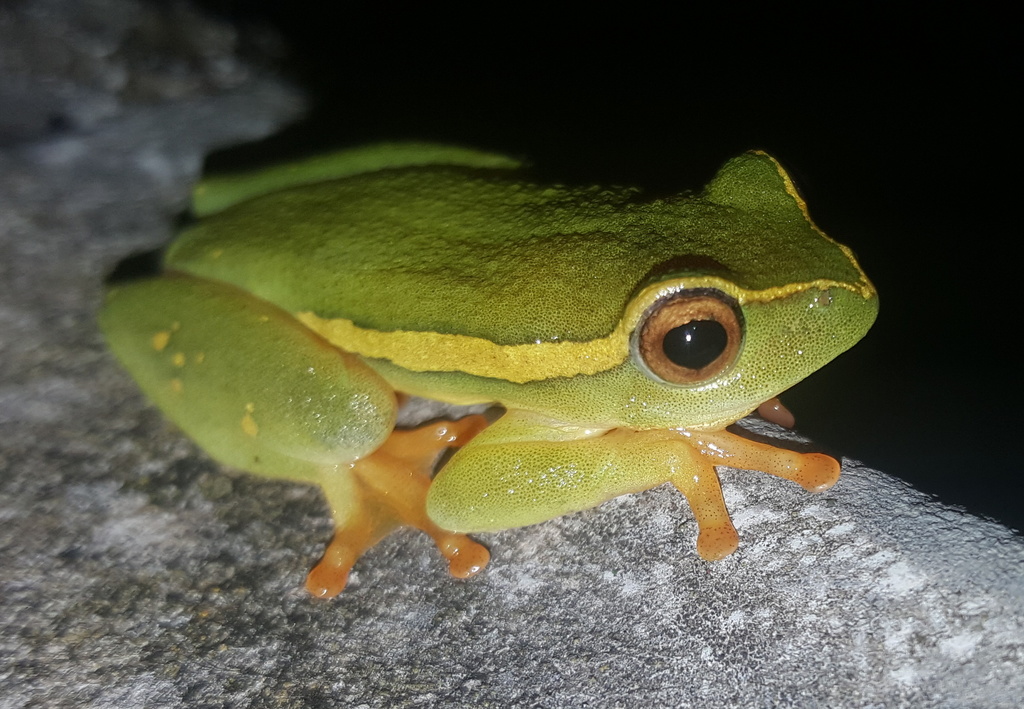 Yellow-striped Reed Frog from Winterskloof, Hilton, 3201, South Africa ...