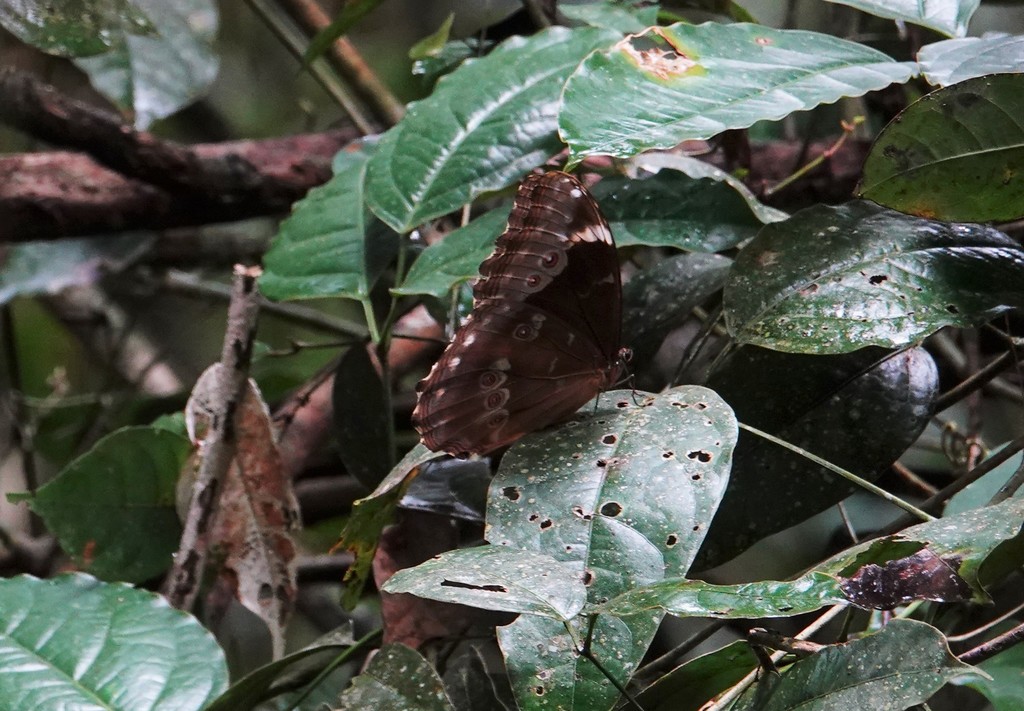 Morpho menelaus menelaus from Potaro-Siparuni, Guyana on January 20 ...