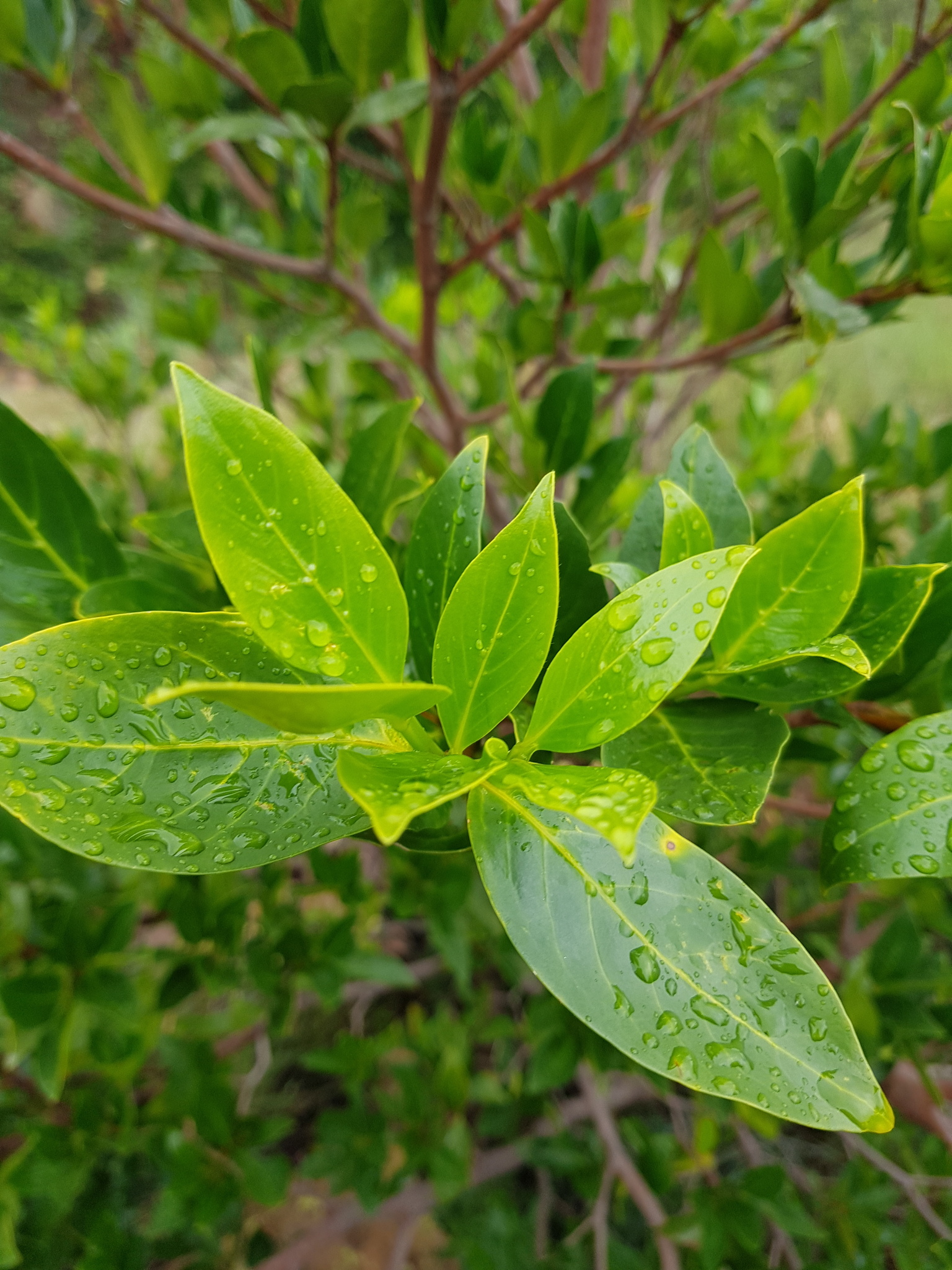 Rothmannia capensis Thunb.
