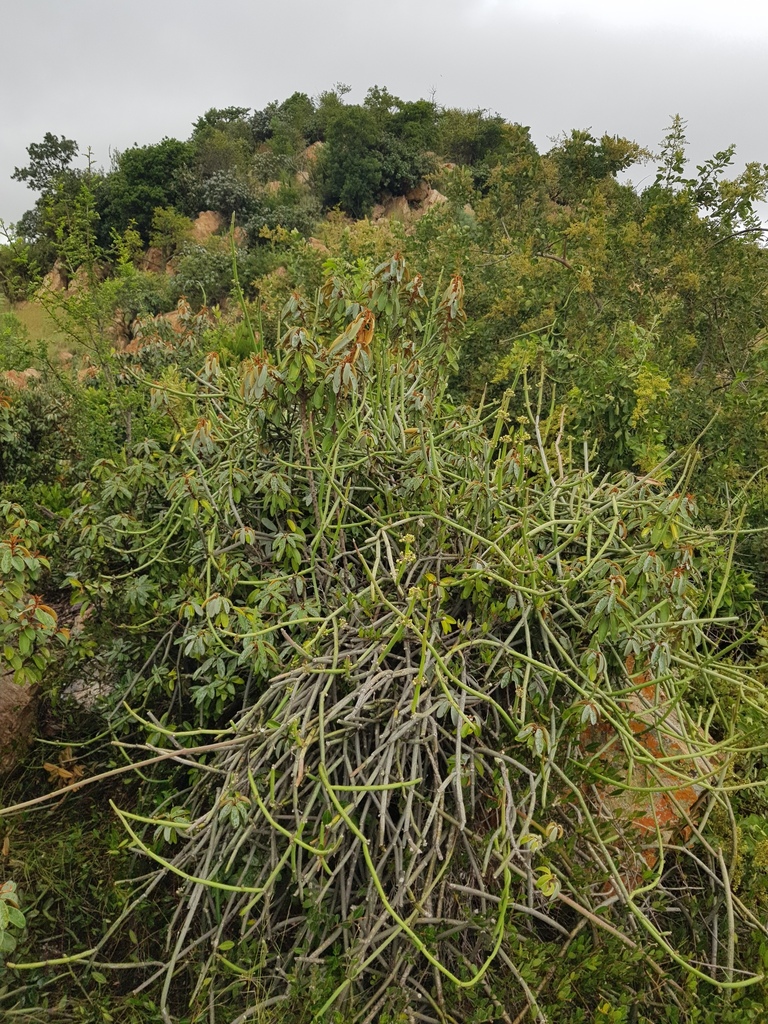 Caustic Vine (Homeowner Plant guide for Gardens) · iNaturalist