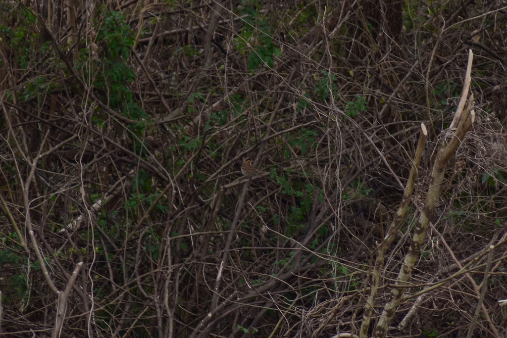 Yellow-browed Bunting from 中国安徽省芜湖市鸠江区 on February 1, 2022 at 04:22 PM ...