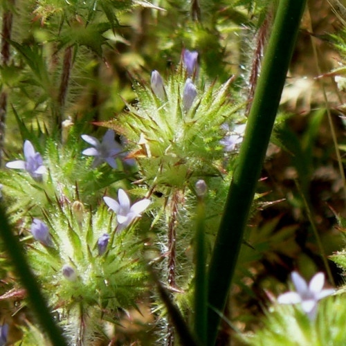 Skunkweed (Navarretia squarrosa) - Botanical Realm