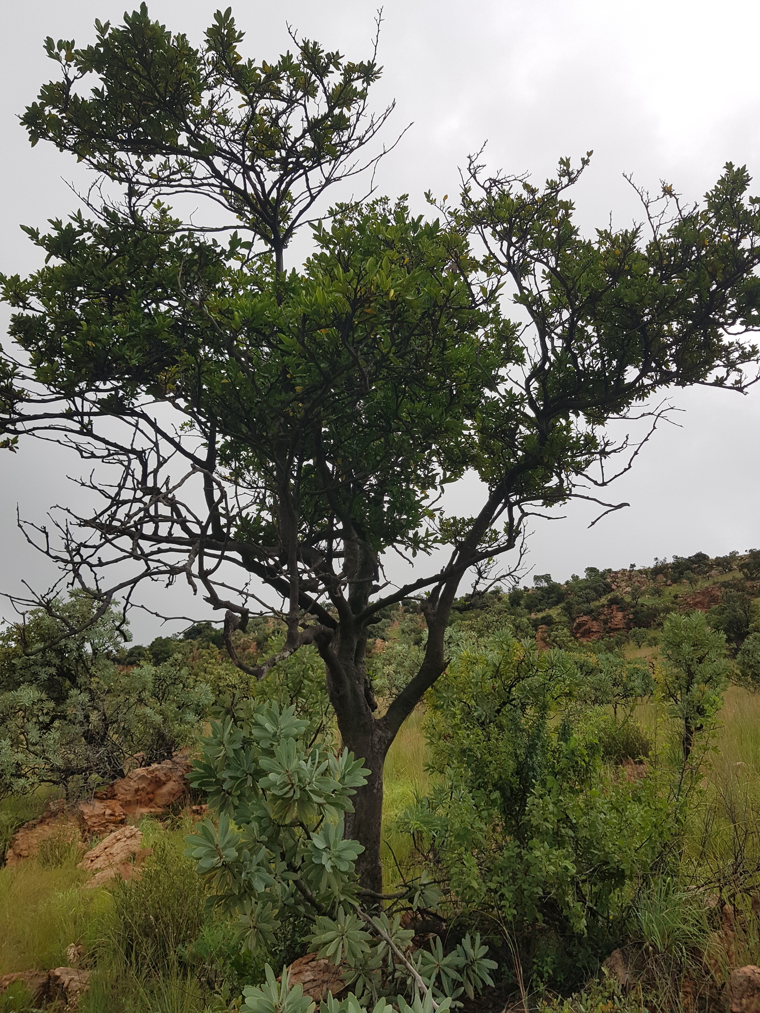 Rothmannia capensis Thunb.