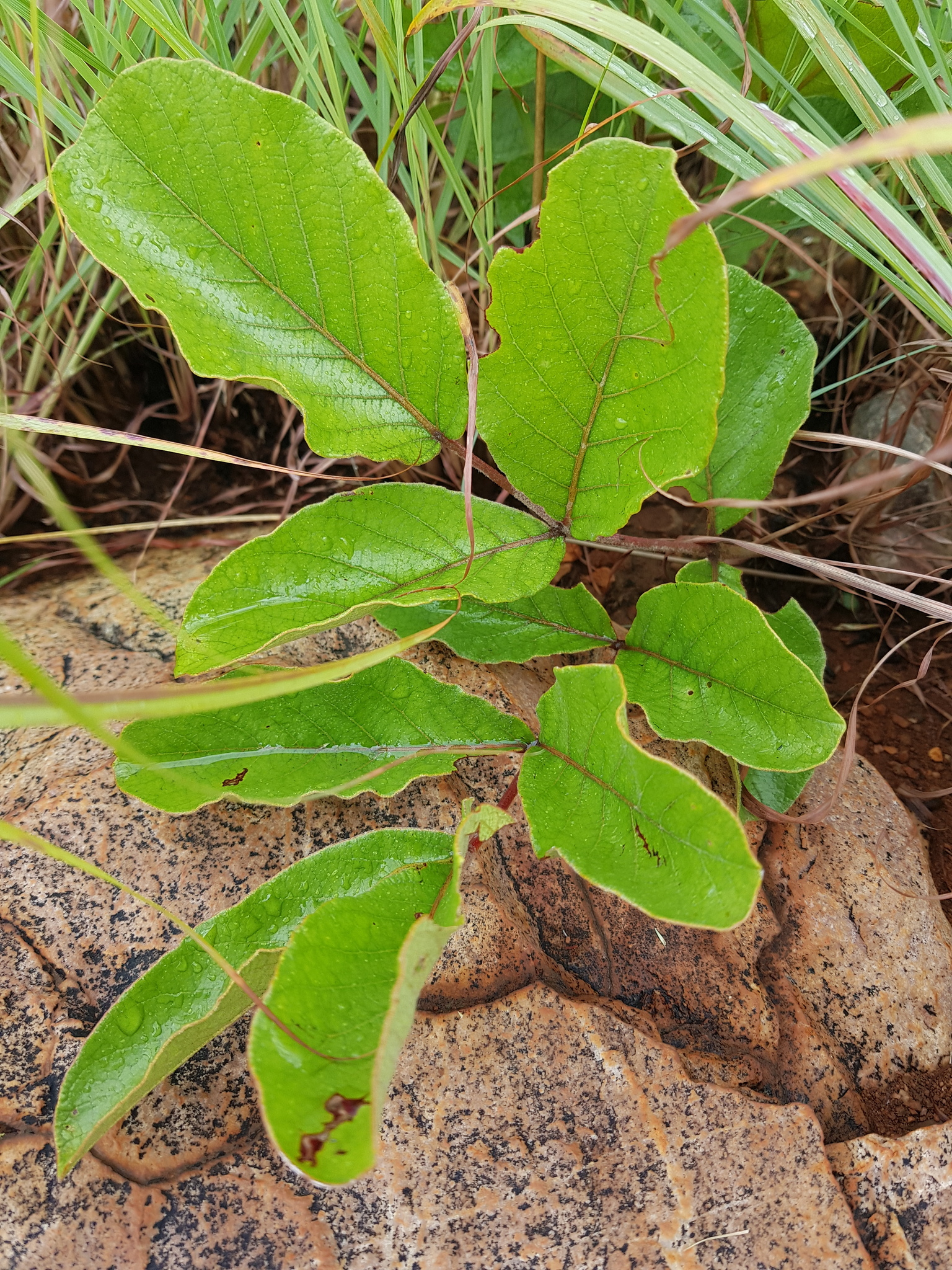 Lannea edulis (Sond.) Engl.