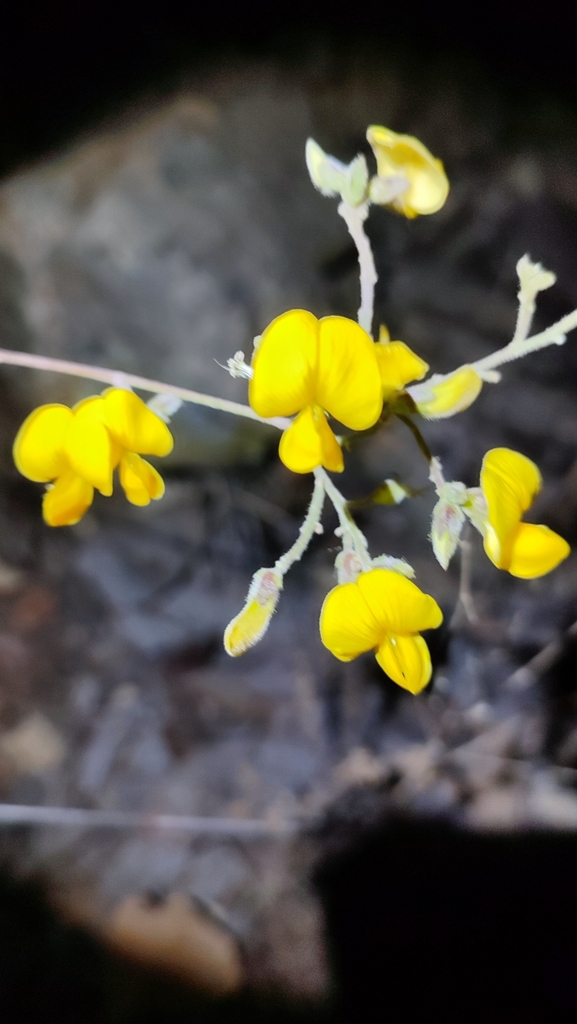 low rattlebox from Zapopan, MX-JA, MX on January 29, 2022 at 08:35 PM ...