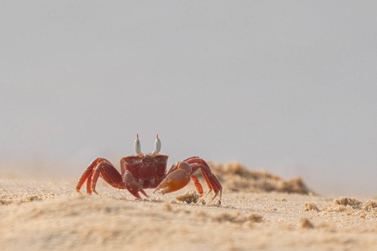 Ocypode macrocera H.Milne Edwards, 1837